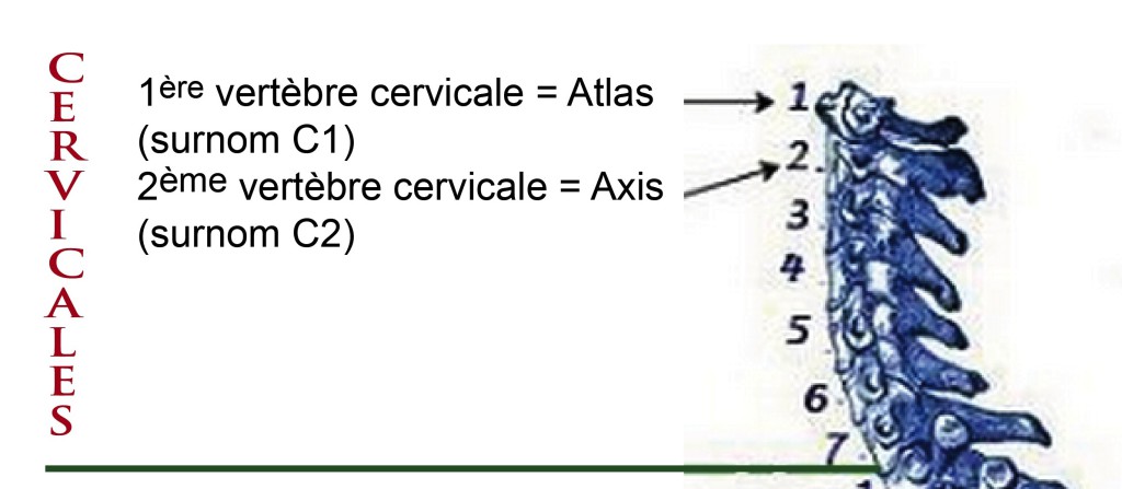 Cervicalgie | Ostéopathe Paris 13ème