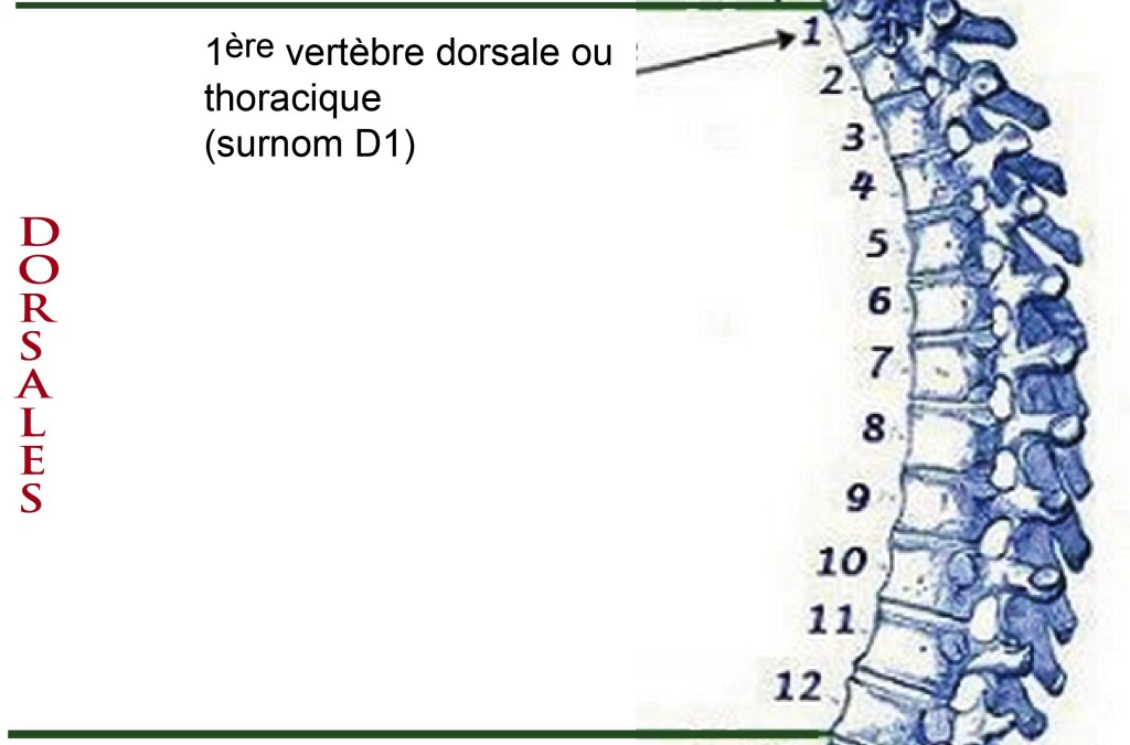 Dorsalgie | Ostéopathe Paris 13ème